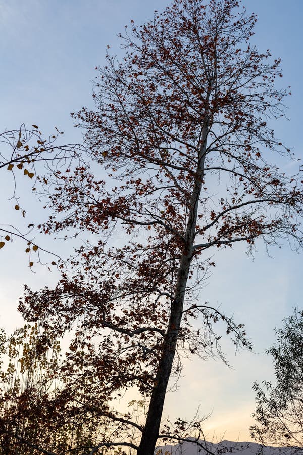 Silhouette of a Maple Tree in Autumn Season Stock Image - Image of ...