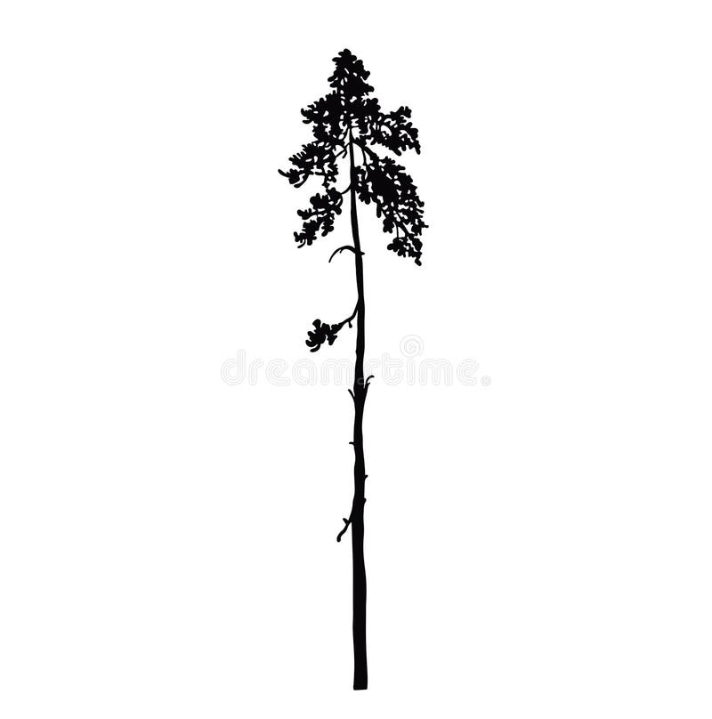Silhouette of a Mast Pine Tree. Black Illustration Stock Vector ...