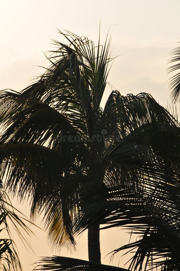 Silhouette of Mature, Palm Tree, Early Morning Light Stock Image ...