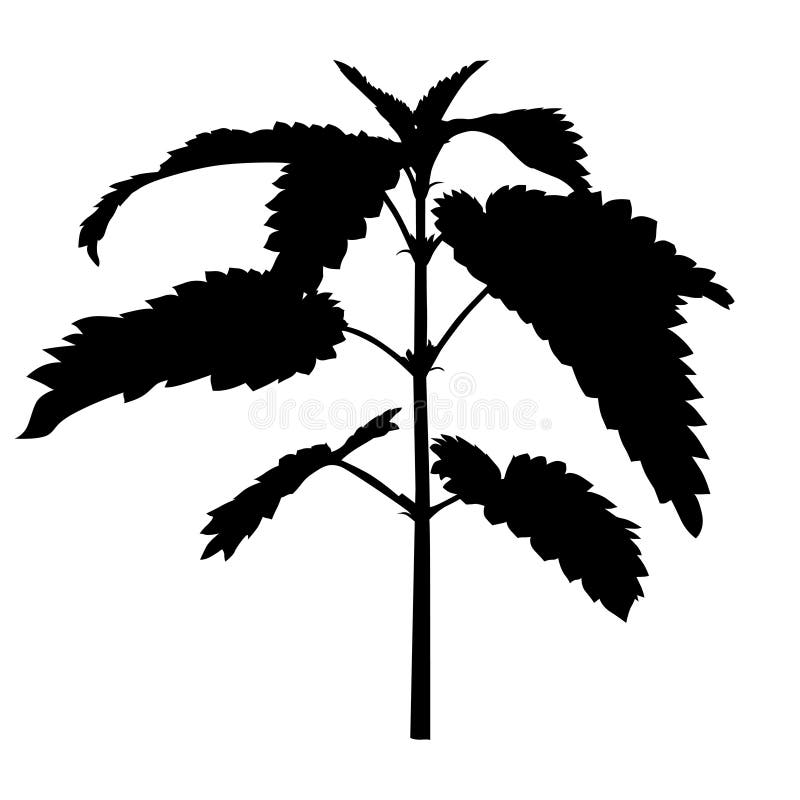 Silhouette of nettle plant stock vector. Illustration of isolated ...