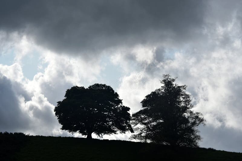 Silhouette of oak at Wray stock image. Image of dark - 299664669