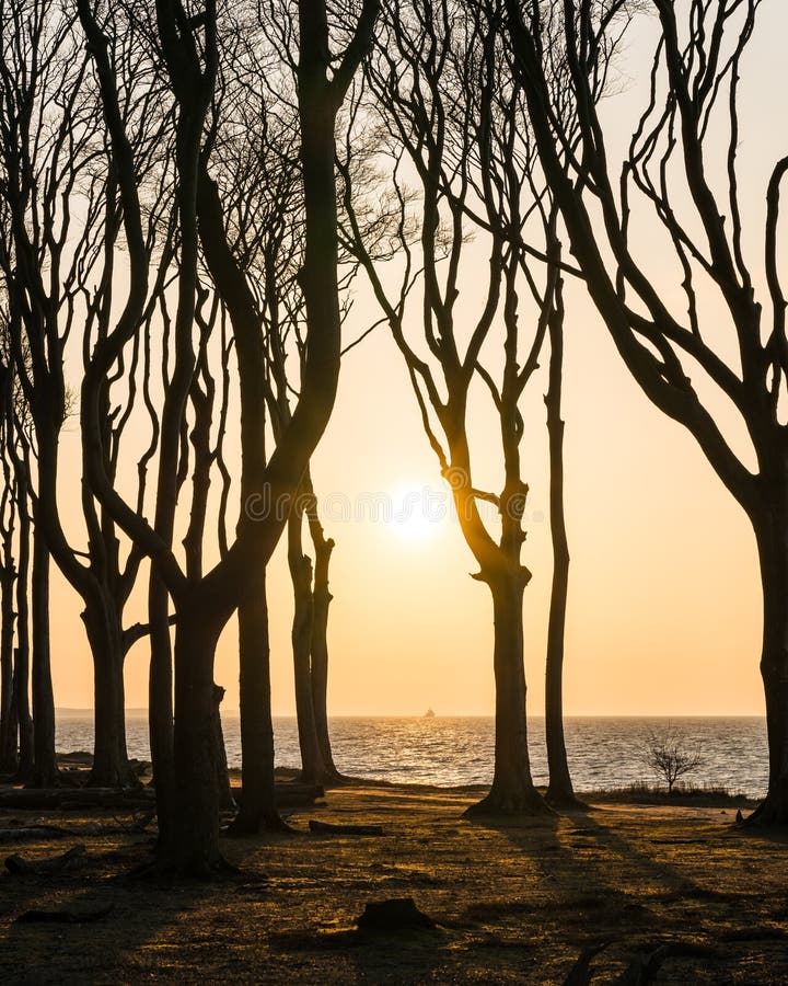 Silhouette of Ocean Forest in Yellow Sunset Stock Photo - Image of ...
