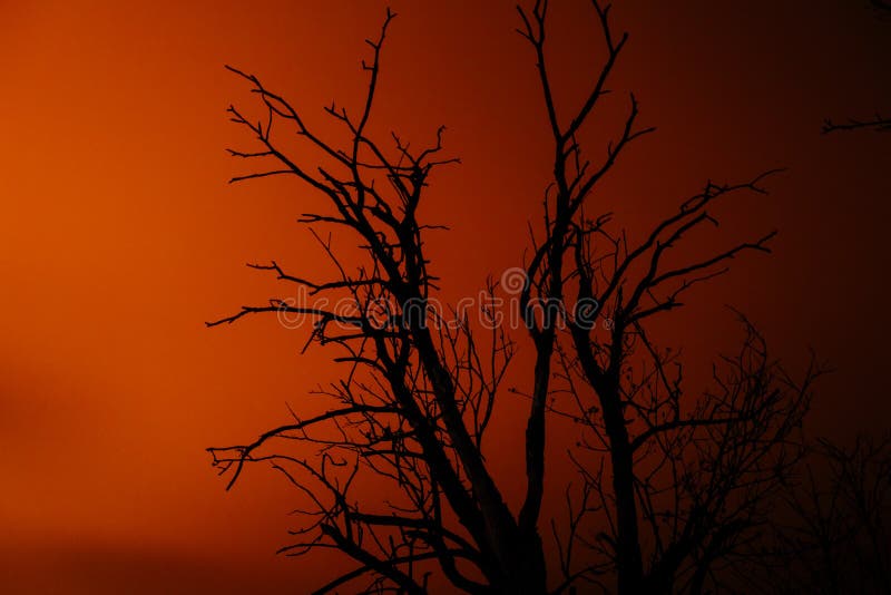 Silhouette of an Old Dry Tree Stock Photo - Image of dead, aged: 220238634 Silhouette of an Old Dry Tree Stock Photo - Image of dead, aged: 220238634