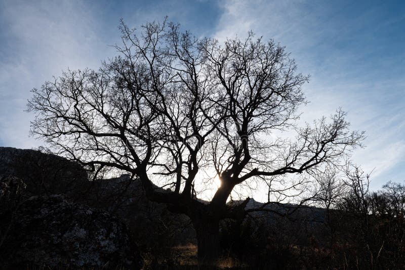 Silhouette of Old Oak Tree at Sunset Stock Photo - Image of hill, giant ...