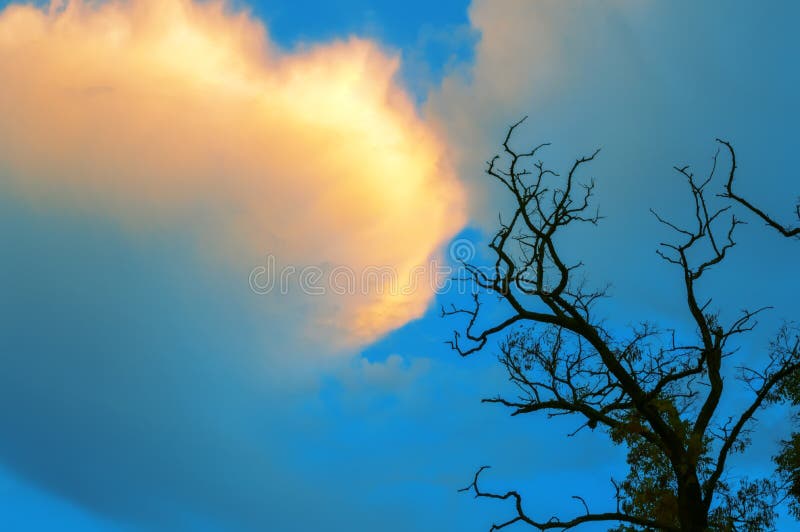 Silhouette of an Old Tree and a Romantic Evening Sky Stock Image ...