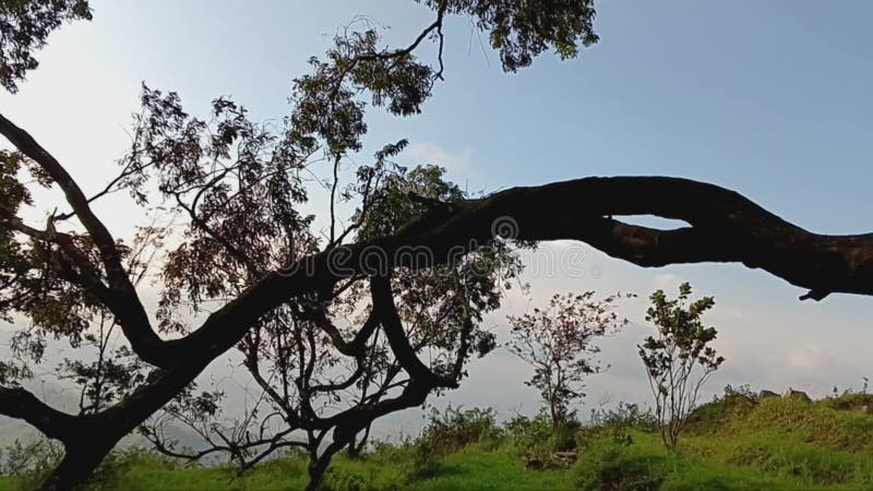 Silhouette of an Old Tree Whose Trunk Bends To the Ground Stock Footage ...
