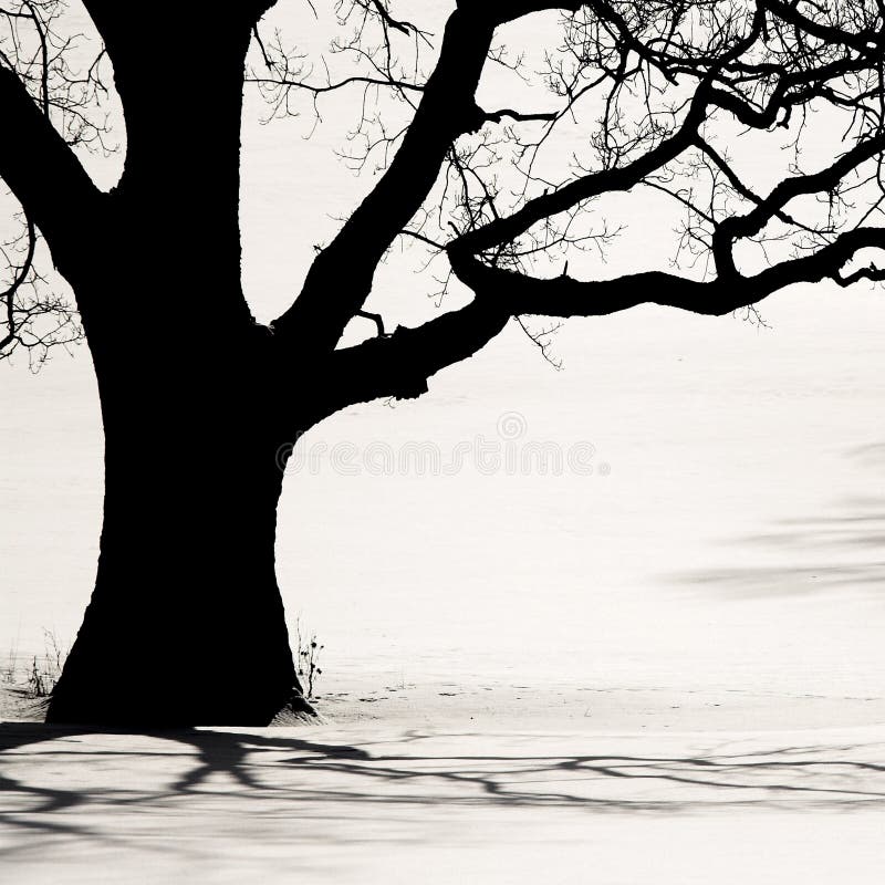 Silhouette of an Old Tree in the Winter Stock Image - Image of ...