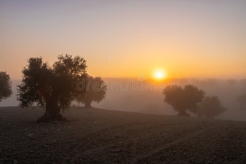 Silhouette of an Olive Tree in the Rural Fields Covered with Fog during ...
