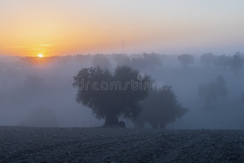 Silhouette of an Olive Tree in the Rural Fields Covered with Fog during ...