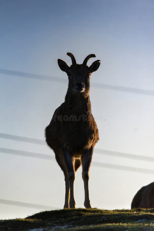 Silhouette of One Single Goat on a Rock Stock Image - Image of dramatic ...