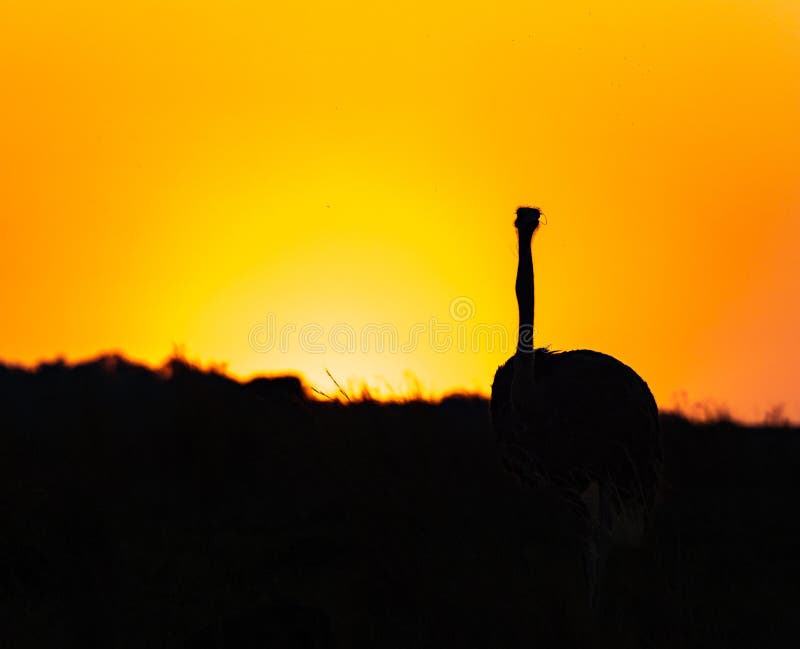 Silhouette of Ostrich during Sunset Stock Image - Image of animal ...