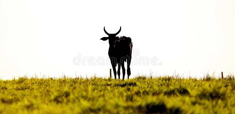 Silhouette of Ox in Open Field Stock Image - Image of rural, grass ...