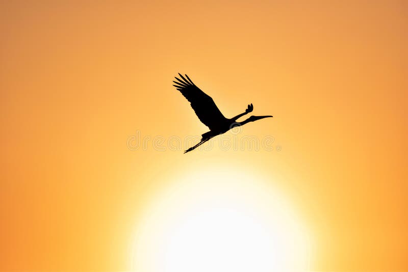 Silhouette of Painted Stork Flying Against the Setting Sun Stock Photo ...