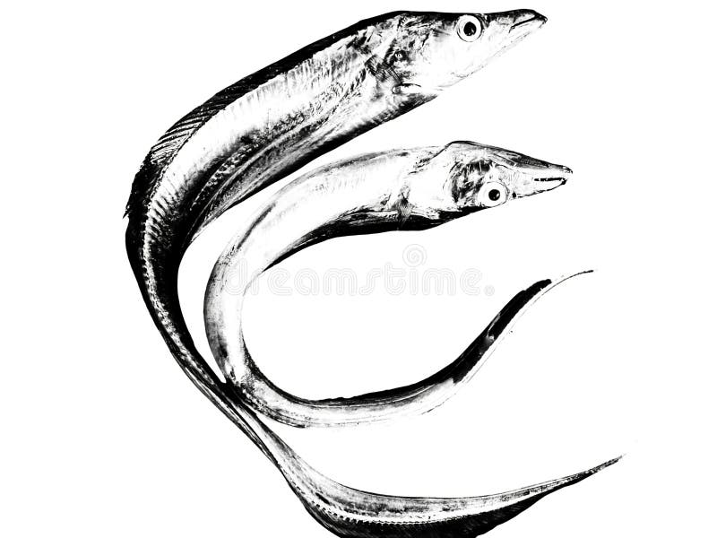 The Silhouette of a Pair of Sea Laurel Fish Snaking Against the Sea ...