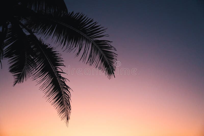 Silhouette of Palm Tree Branches Against the Sunset Sky Stock Image ...