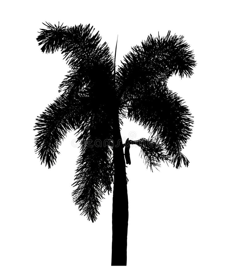 Realistic Palm Tree Silhouette Stock Illustrations – 2,033 Realistic ...
