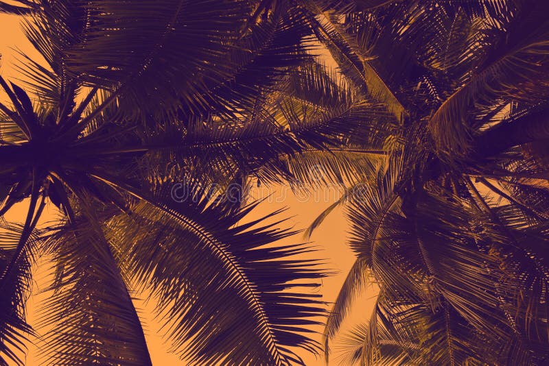 Silhouette Palm Tree with Double Exposure Effect in Vintage Filter ...