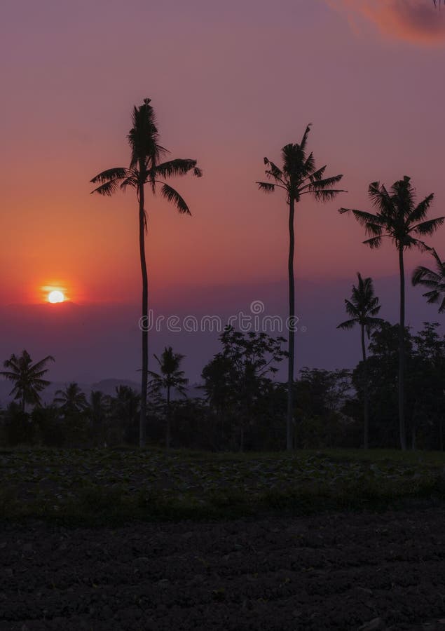 Silhouette of Palm Trees during Sunrise in Jember Stock Image - Image ...