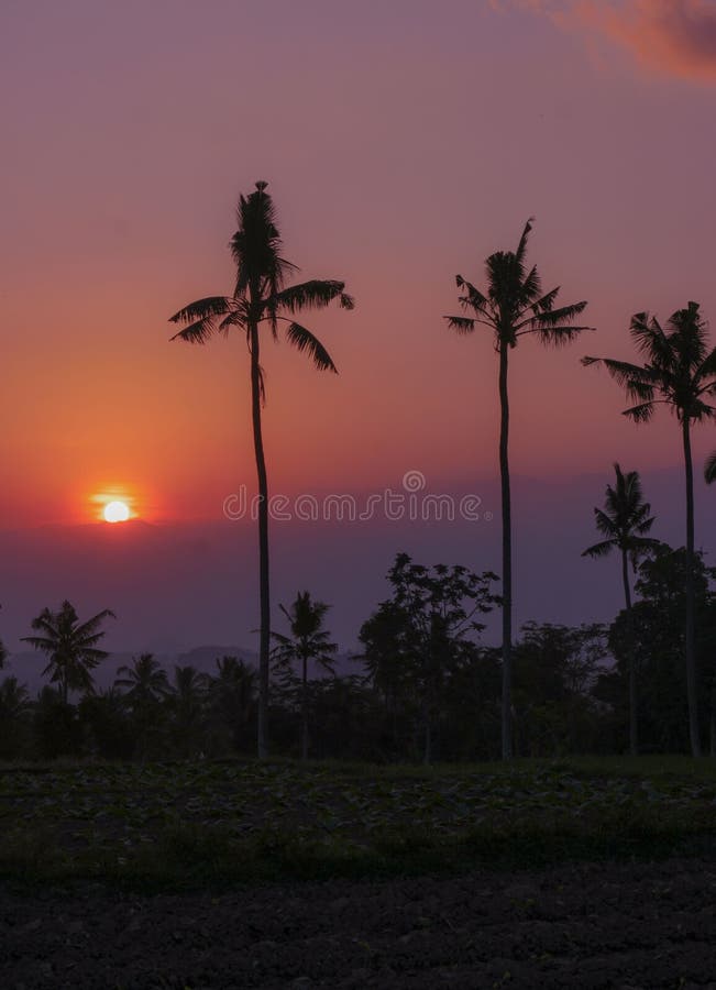 Silhouette of Palm Trees during Sunrise in Jember Stock Image - Image ...
