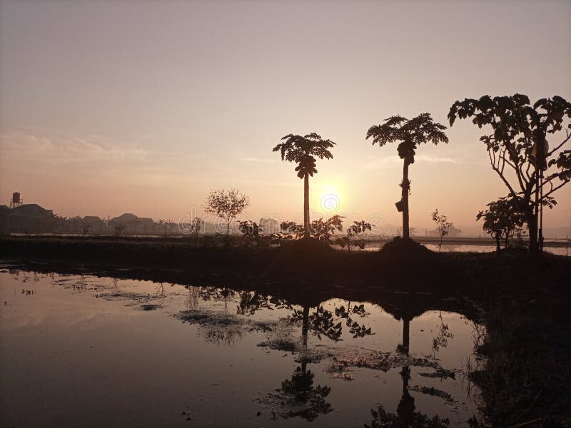 Silhouette of a Papaya Tree among Unplanted Rice Fields in the ...