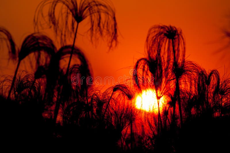 Silhouette of Papyrus at Sunset Stock Image - Image of contrast ...