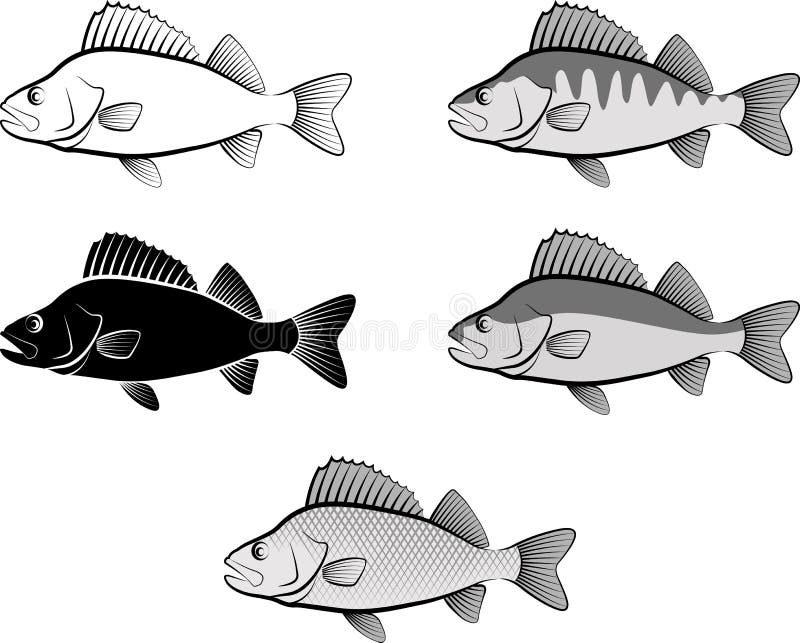 Perch Fish Clipart Stock Illustrations – 123 Perch Fish Clipart Stock ...