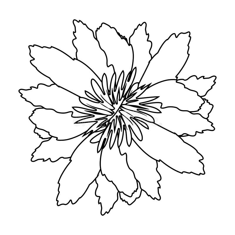 Sepal Stock Illustrations – 714 Sepal Stock Illustrations, Vectors ...