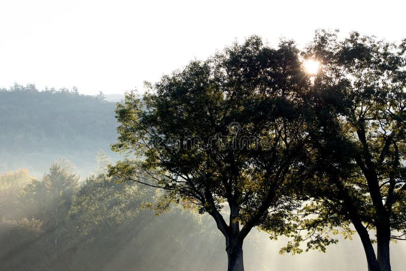 Silhouette Photo of Green Trees Under Crepuscular Rays Stock Image ...