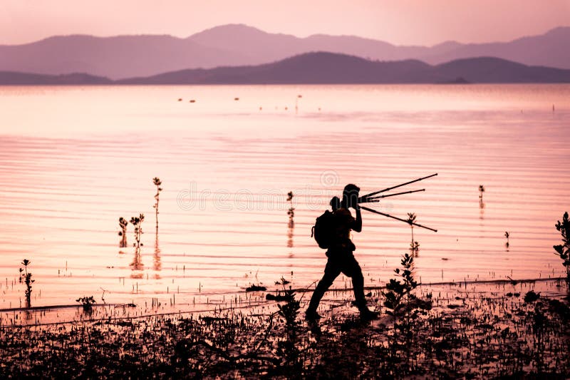 Silhouette, Photographer is Walking in Deep Mud in Mangrove.Thailand ...
