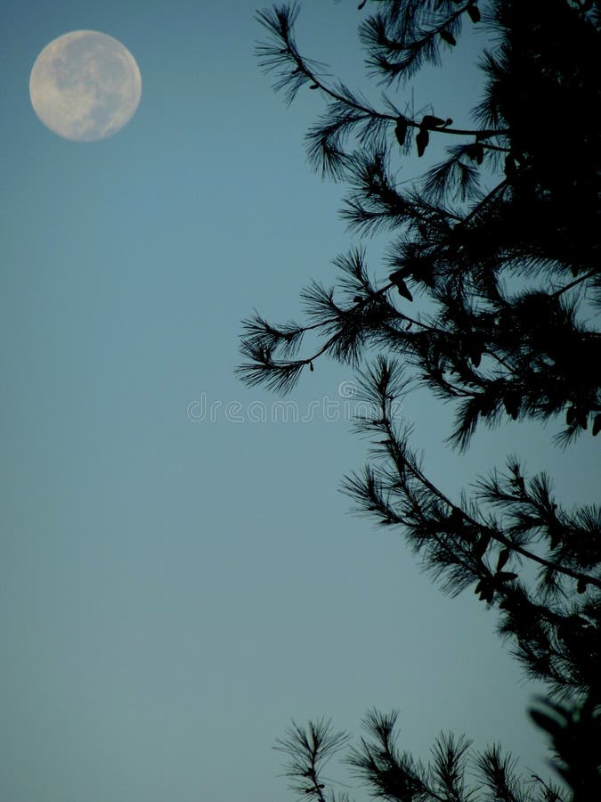 Silhouette of Pine Tree Against Full Moon Stock Photo - Image of ...