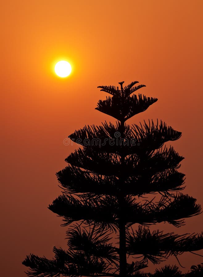 Silhouette of Pine Tree at Sunset Stock Image - Image of sunshine ...