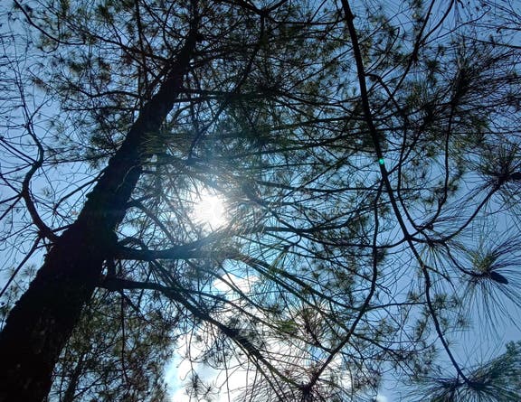 Silhouette of a Pine Tree Under the Sun Stock Photo - Image of ...