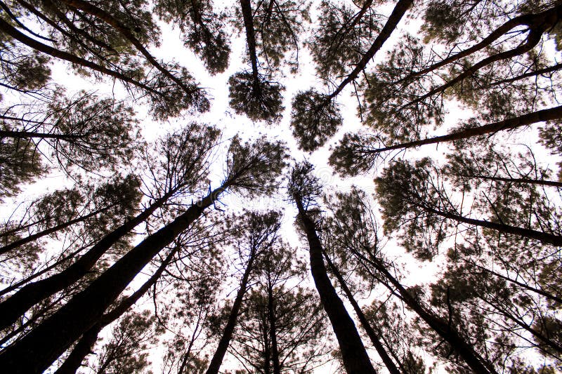 Silhouette of Pine Trees from Below in a Natural Forest Stock Image ...
