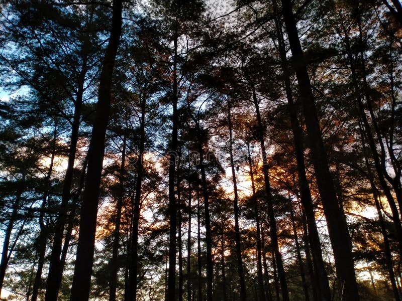 Silhouette of Pine Trees in a Cool Village Stock Image - Image of ...