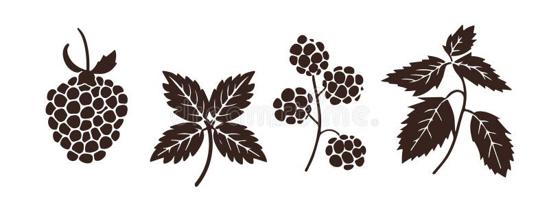 Silhouette Raspberry Leaves Branches Vector Stock Vector - Illustration ...