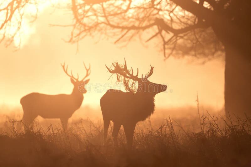 Silhouette of Red Deer Stags at Sunrise Stock Photo - Image of morning ...