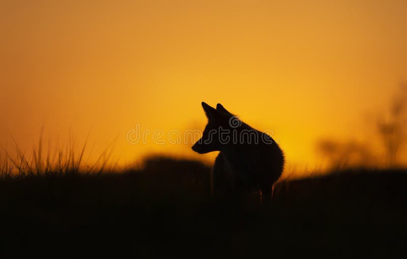 Silhouette of a Red Fox at Sunset Stock Photo - Image of smart, cute ...