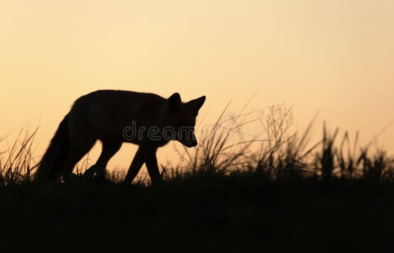 Silhouette of a Red Fox at Sunset Stock Image - Image of autumn, meadow ...