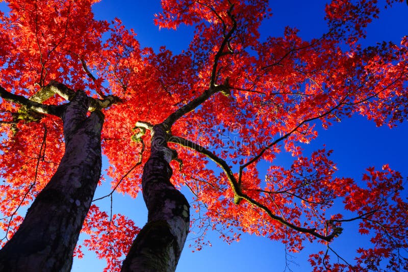 Silhouette Red Maple Tree on Blue Sky Stock Photo - Image of autumn ...