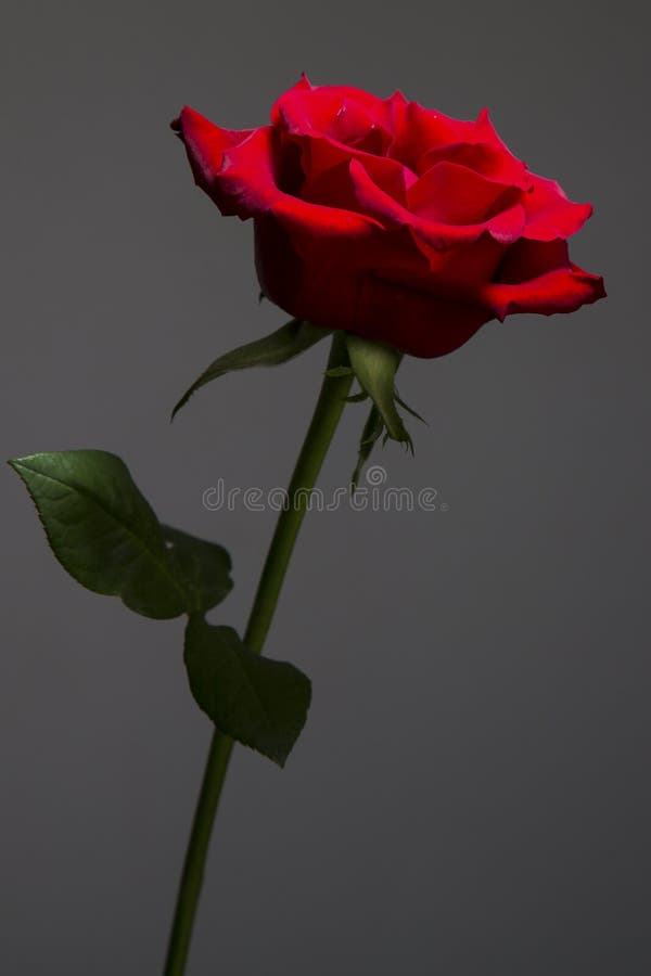 Silhouette of Red Rose Low Key Rim Lighting Stock Photo - Image of ...