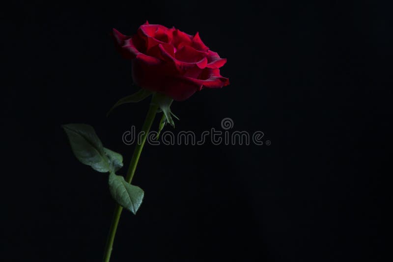 Silhouette of Red Rose Low Key Rim Lighting Stock Photo - Image of ...