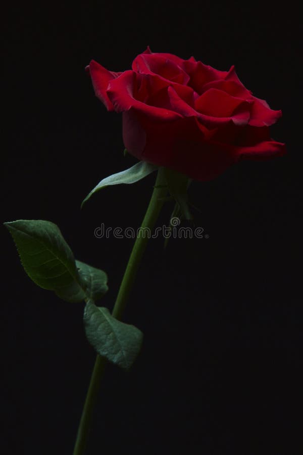 Silhouette of Red Rose Low Key Rim Lighting Stock Image - Image of ...