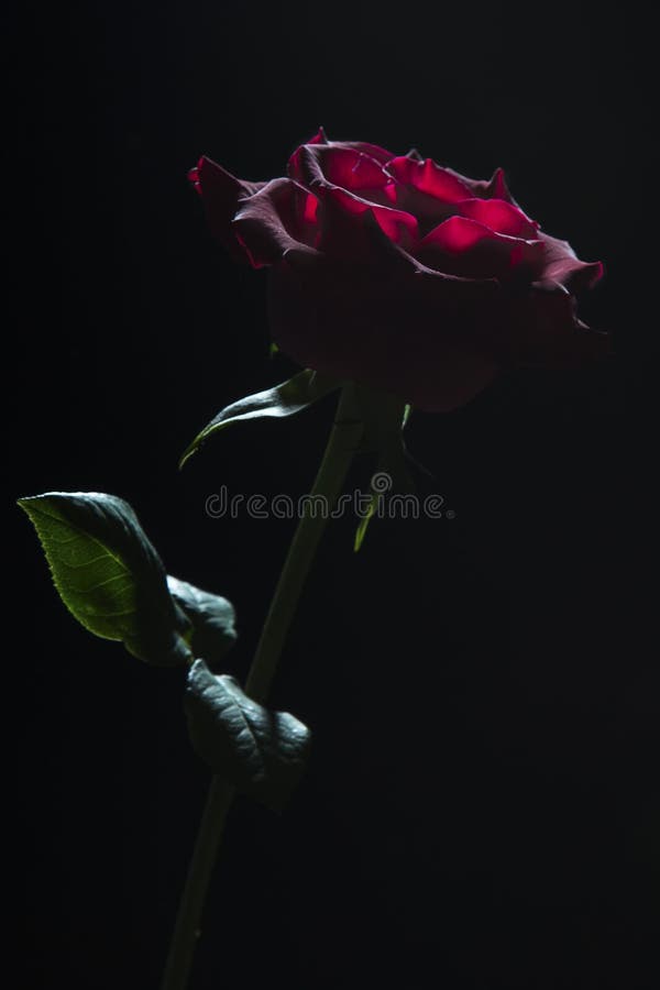 Silhouette of Red Rose Low Key Rim Lighting Stock Image - Image of ...