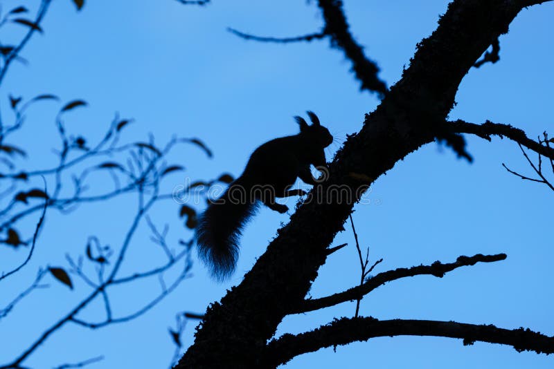 Silhouette of a Red Squirrel (Sciurus Vulgaris) Running Up a Tree at ...