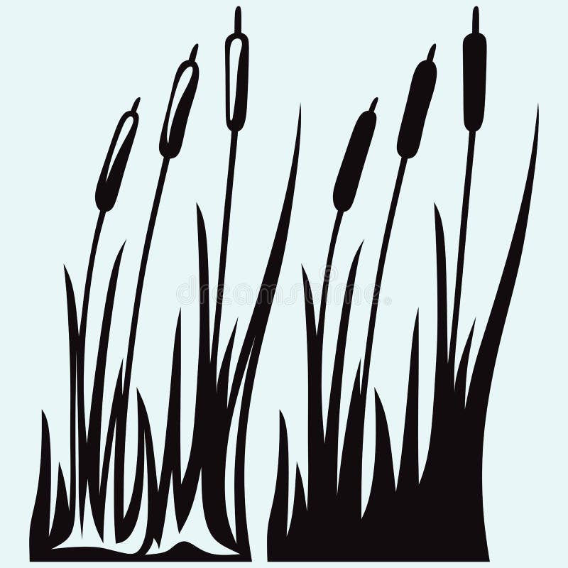 Silhouette reed stock vector. Illustration of painting - 77602301