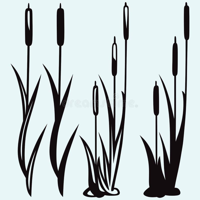 Silhouette reed stock vector. Illustration of painting - 77602301