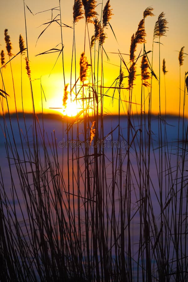 Silhouette of Reeds at Sunset Stock Photo - Image of pond, closeup ...
