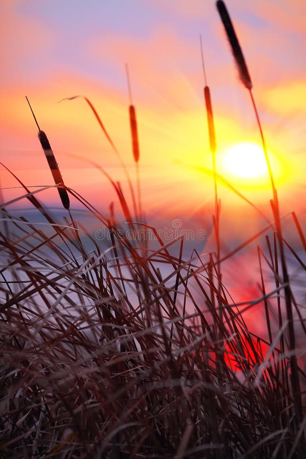 Silhouette of Reeds at Sunset Stock Photo - Image of pond, closeup ...