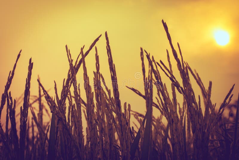 2,064 Rice Plant Silhouette Stock Photos - Free & Royalty-Free Stock ...