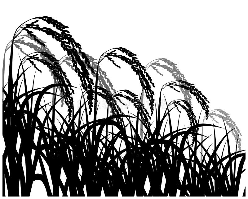 Silhouette Rice Plant on White Background Stock Vector - Illustration ...